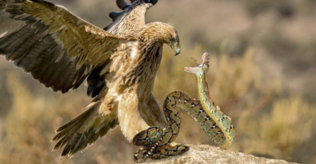 10 Animals That Scare Rattlesnakes (And 5 That Get Scared Right Back)