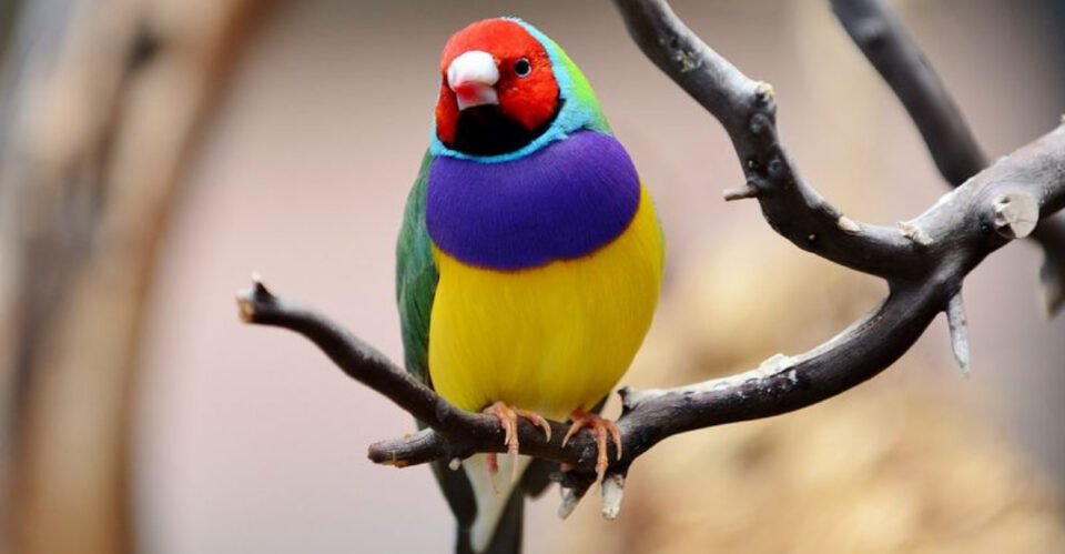 10 Birds With Extraordinary Colorful Feathers (And 5 With Stunning ...