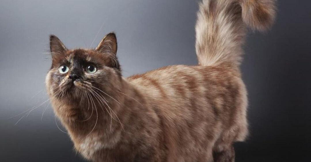 10 Cat Breeds That Experts Say Shouldn't Be Pets (And 4 Experts Recommend)