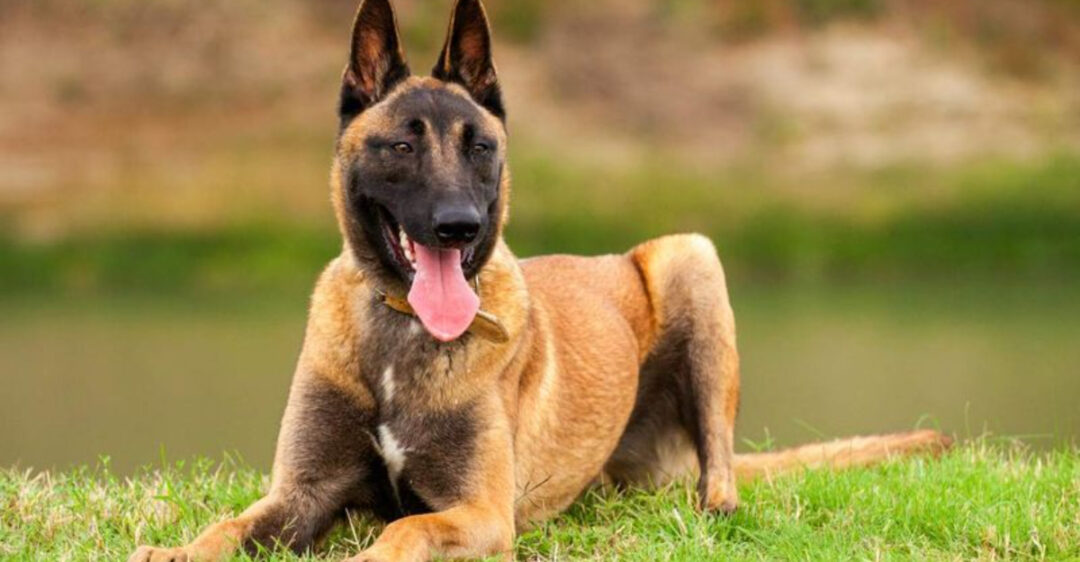 8 Reasons Why Dogs Chew Their Paws? A Veterinary Dermatologist Explains