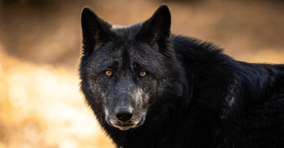 10 Facts About The Elusive Black Wolf (And 5 Other Wolves Just As Strange)