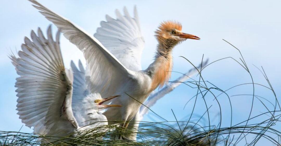 10 Invasive Bird Species Taking Over America (And 5 Native Birds ...