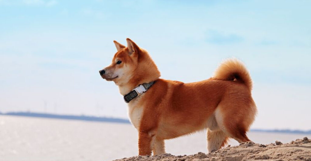 10 Surprising Animals That Have The Worst Memory On Earth