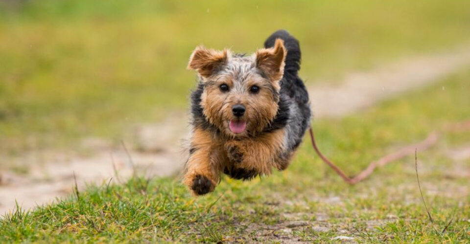 10 Lively Little Terrier Breeds (And 5 That Prefer Peace And Quiet)
