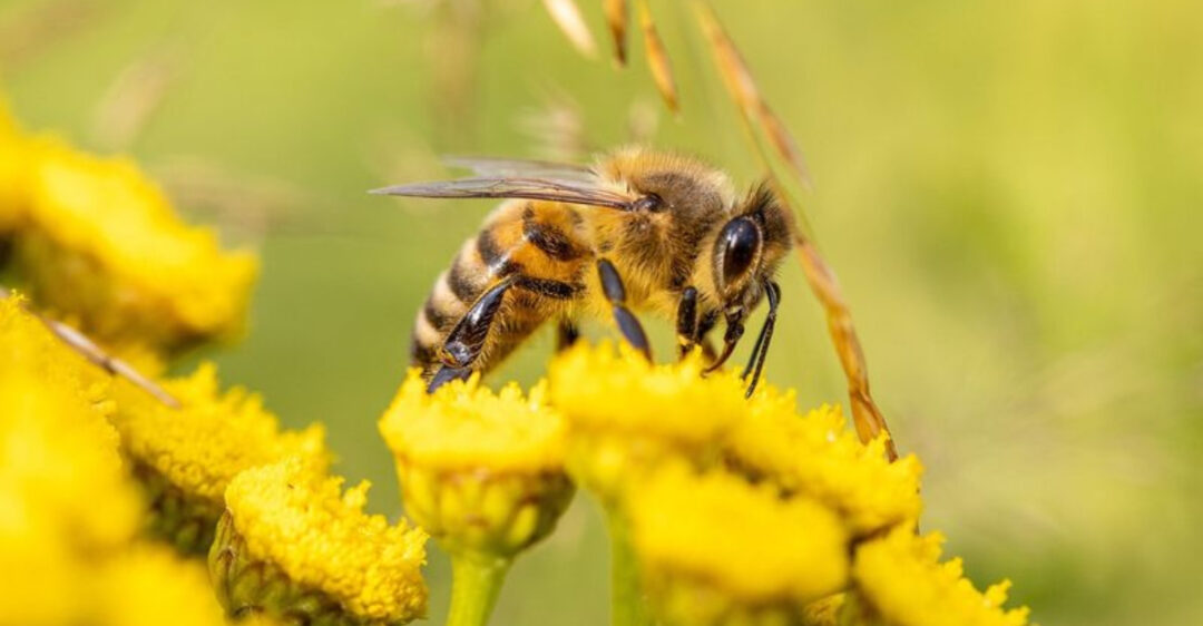 10 Reasons Bees Are Disappearing (And 5 Ways We Can Help Save Them)