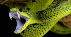 10 Simple Ways To Spot A Venomous Snake (And 5 Signs They’re Safe)