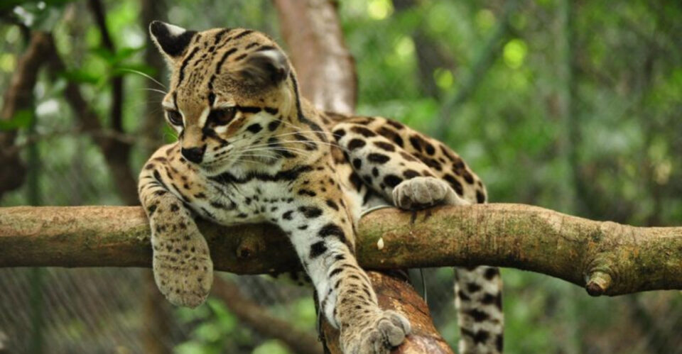 10 Stealthy Forest Felines And 5 Fierce Desert Wild Cats Of North America