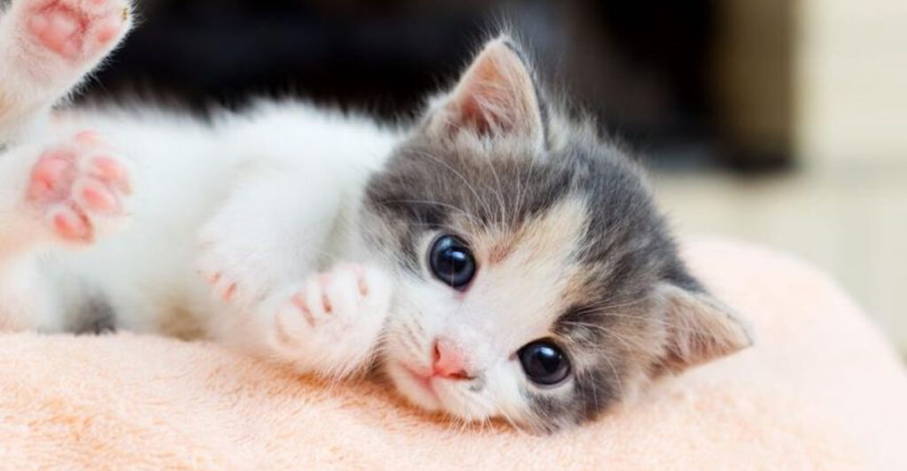 10 Ways To Tell If Your Kitten Is Ready To Leave Its Mom (And 8 Signs ...