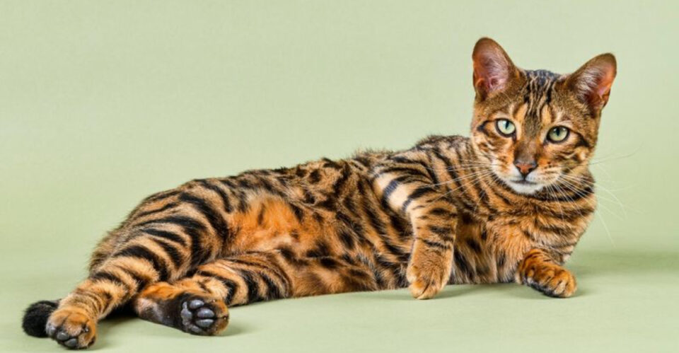 11 Cats That Are Like Mini Tigers (And 3 That Are Calm And Cuddly)