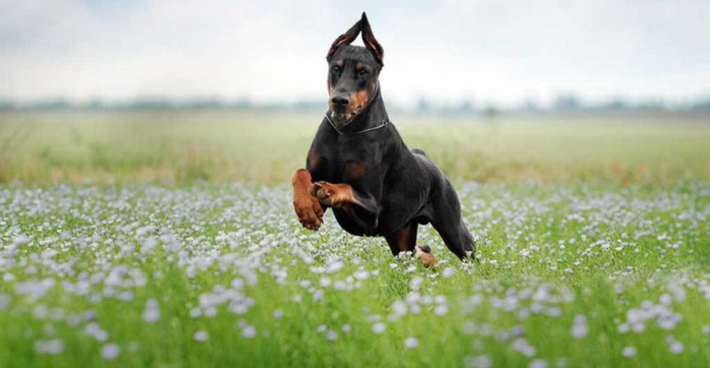 Meet 9 Wild Dogs That Are Just As Amazing As Regular Wolves