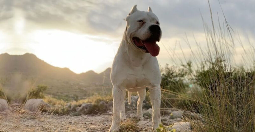 11 Dog Breeds With The Strongest Bite Forces (And 4 With Weak Bites)