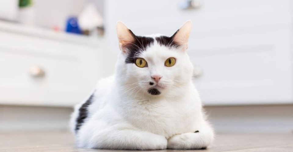 11 Essential Tips For Raising A Well-Behaved Cat (And 4 Things That ...