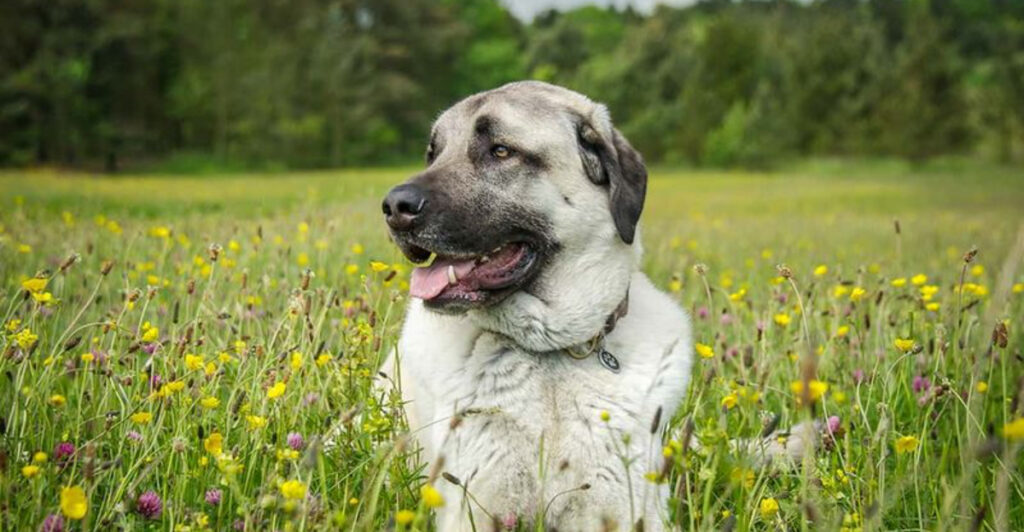 11 Giant Dog Breeds Known For Their Gentle Nature (Plus 4 Small But ...