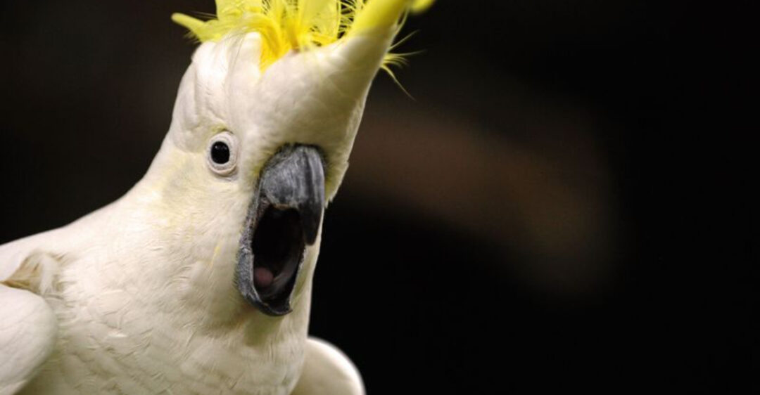 11 Loud Pet Birds That Can Be Annoying (And 4 That Are Surprisingly Quiet)