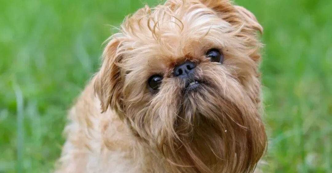 11 Most Intelligent Small Dog Breeds (And 4 That Are Not Known For ...
