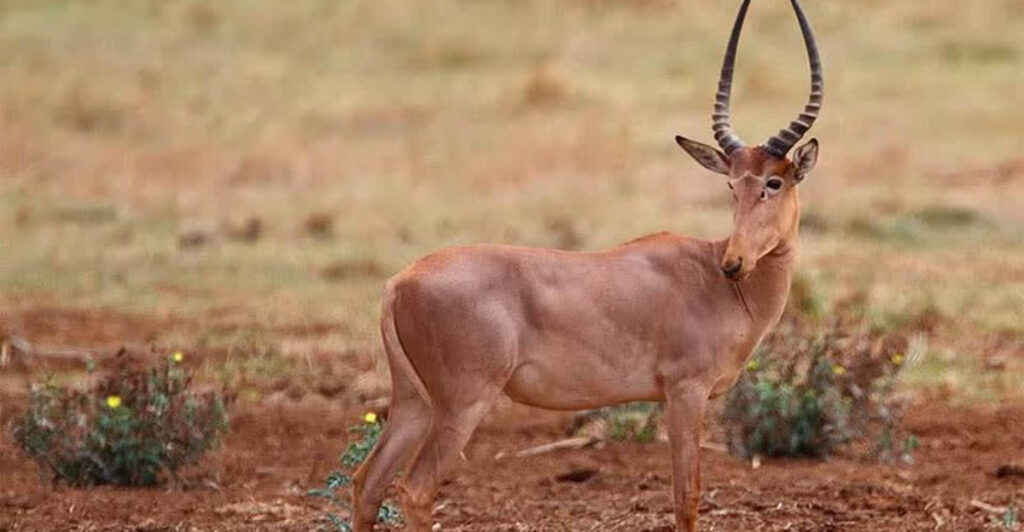 11 Unusual And Interesting Variations Of Common Animals
