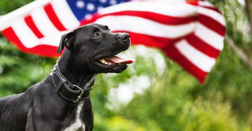 12 American Dog Breeds With Fascinating Histories