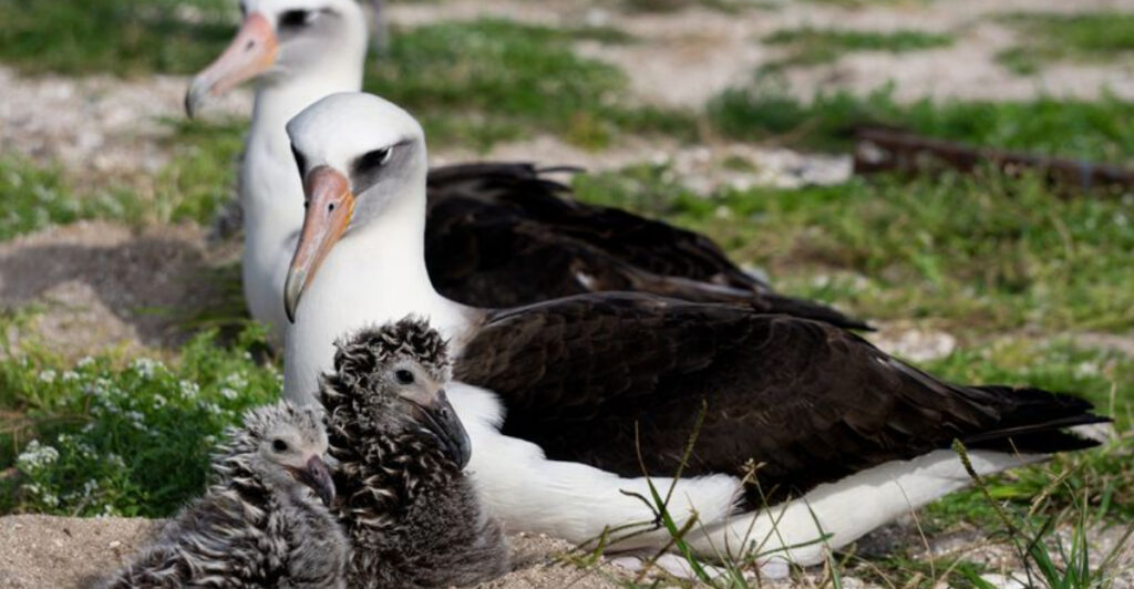 13 Fascinating Blind Animals And Their Unique Survival Strategies