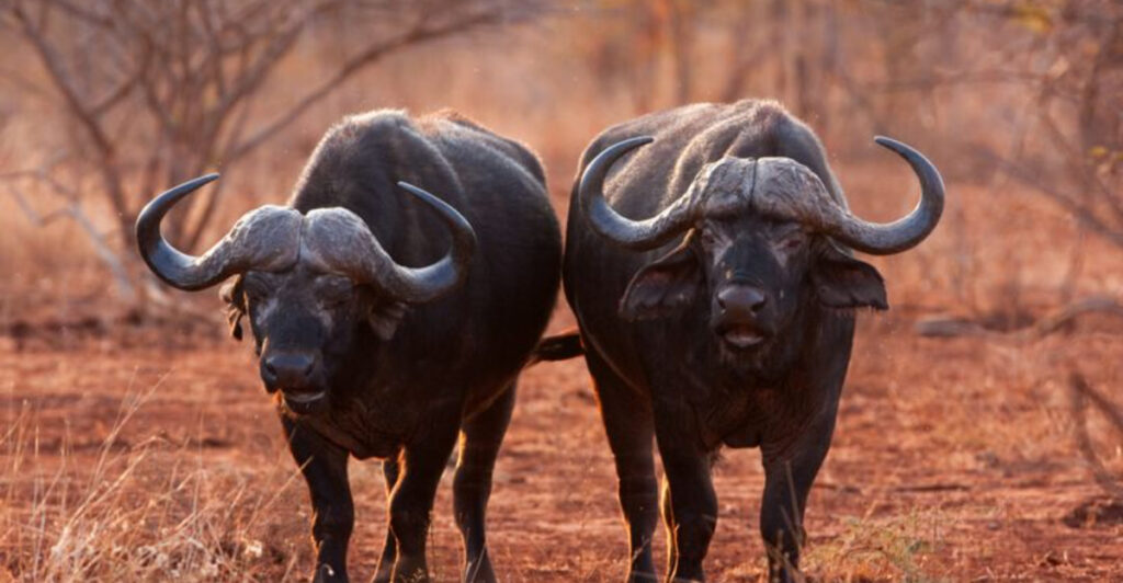 12 Bold Animals That Rule Without Fear Of Predators (And 3 That Are ...