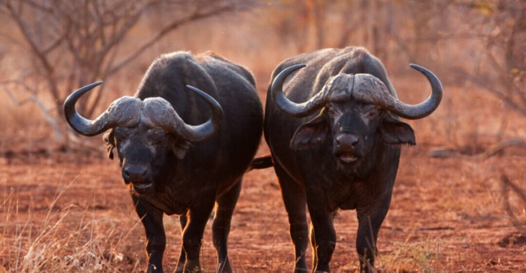 12 Bold Animals That Rule Without Fear Of Predators (And 3 That Are ...