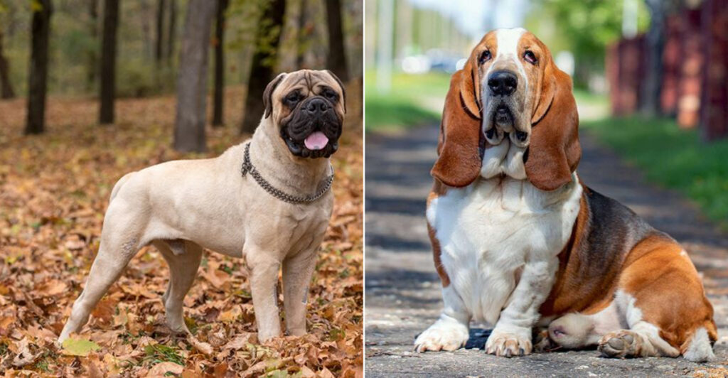 12 Bold Dog Breeds That Won’t Back Down (And 5 That Prefer To Stay Back)