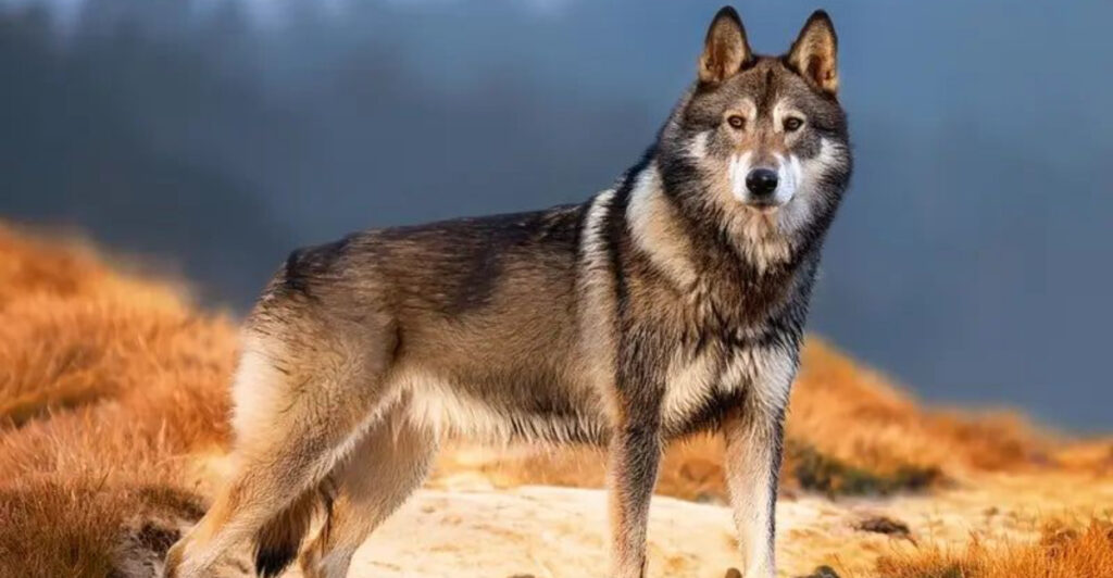 12 Dog Breeds That Are Only One Generation Removed From Wolves