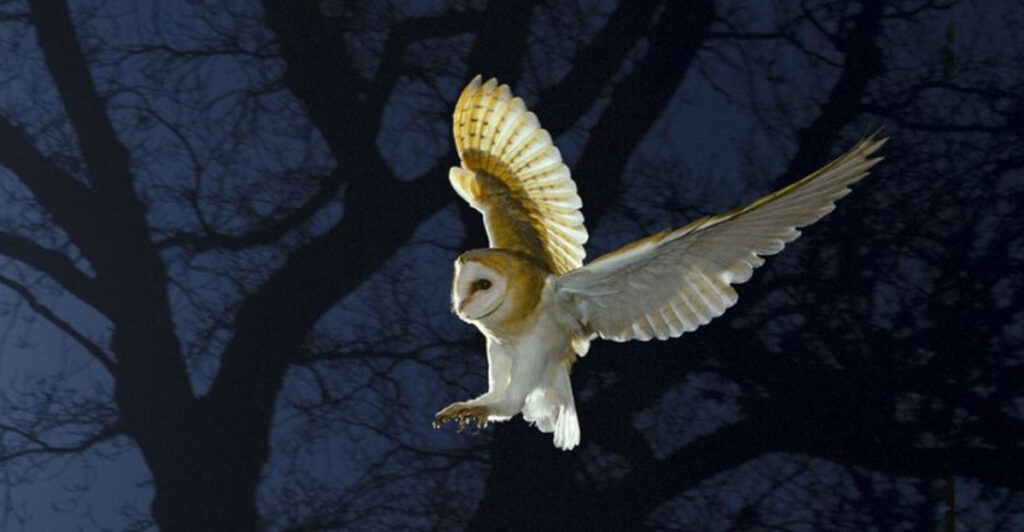 12 Incredible Hunting Skills Of Barn Owls That Make Them Nature's Ultimate Predators