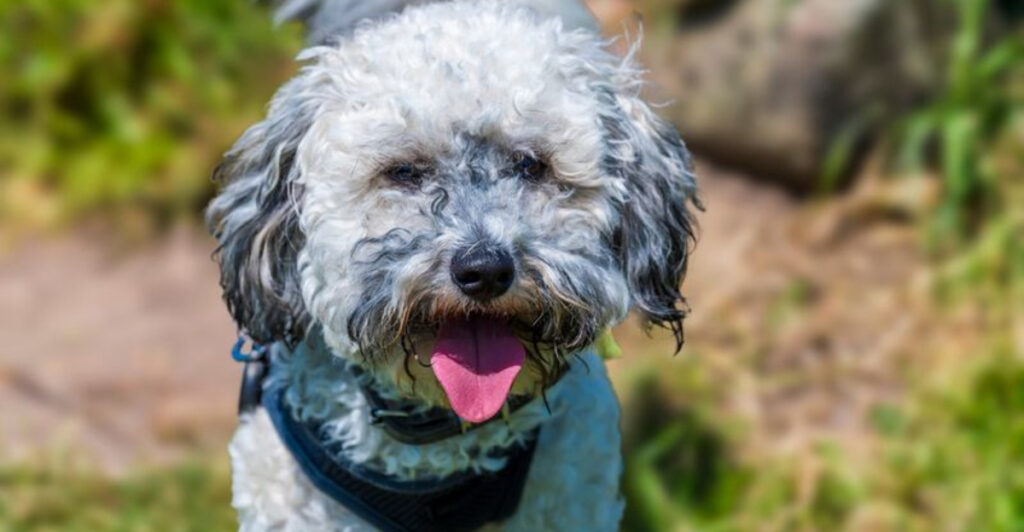 12 Lesser-Known Signs Your Dog Might Be Dehydrated