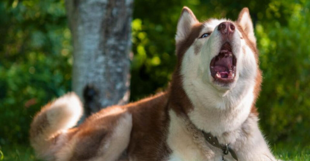 12 Loudest Dog Breeds That Love To Bark And Make Their Presence Known