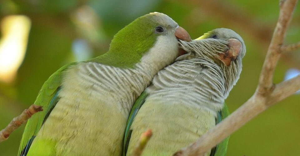 12 Most Popular Pet Birds In The U.S. And Why They’re So Loved
