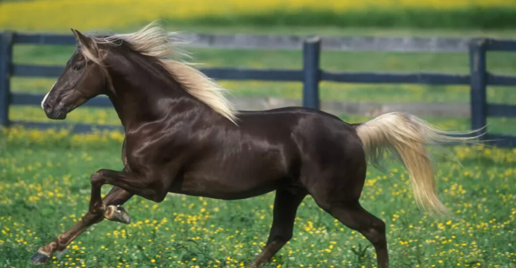 12 Official State Horse Breeds In The U.S. And The Stories Behind Them