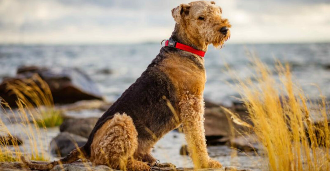 12 Reasons Why The Airedale Terrier Reigns As The Ultimate Terrier