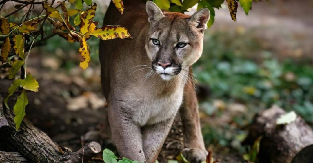 12 Roles Wild Cats Play In The U.S. Ecosystem - Animalko