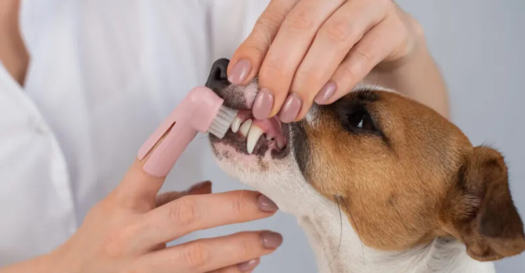 12 Simple Steps To Keep Your Dog's Teeth Clean And Healthy
