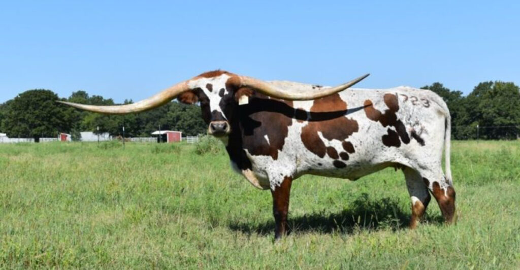 14 Most Popular Cattle Breeds Across The U.S. And What Makes Them Special