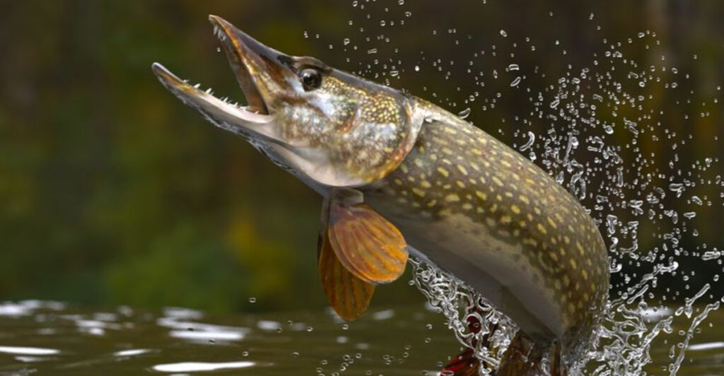 13 Aggressive Invasive Species Discovered In The Colorado Waterway