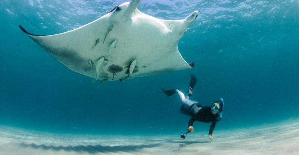 15 Of The Largest Sea Creatures Ever Discovered In Our Oceans