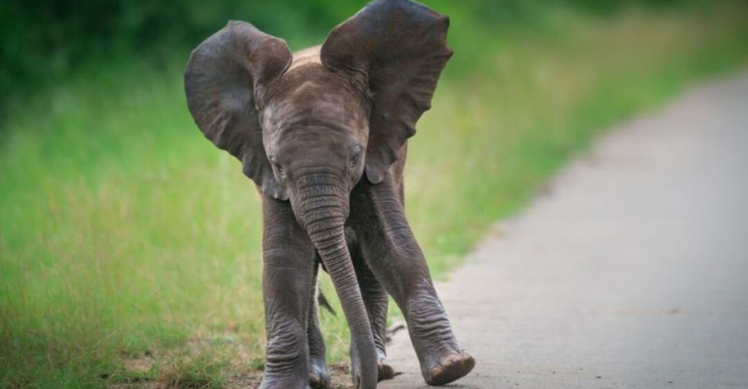 13 Elephant Behaviors Every Safari Goer Should Know Before Their Next ...