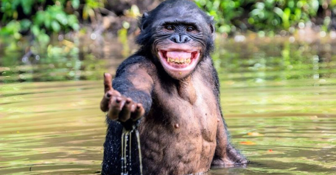 13 Nicest Wild Animals On Earth (And 5 You Should Approach With Caution ...