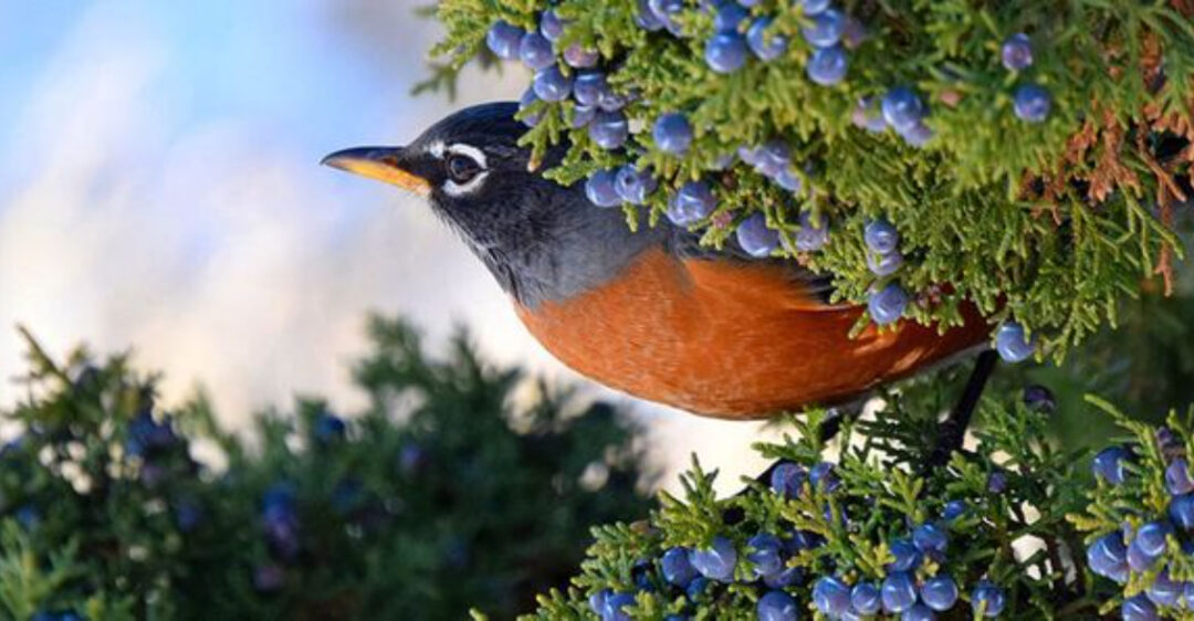 13 Unique Traits That Make The American Robin A Standout In The Bird World