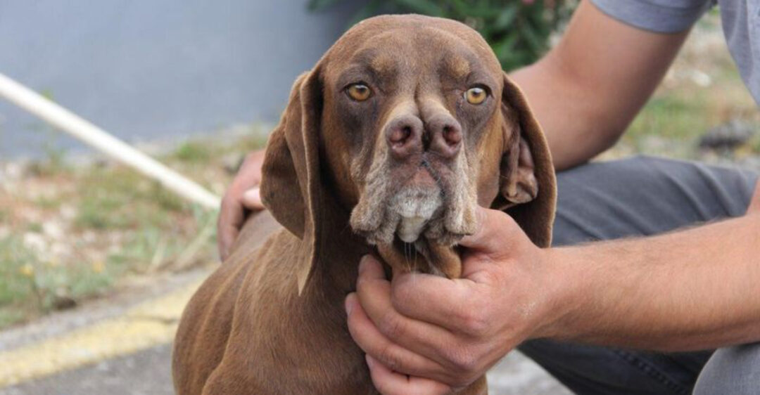 13 Unusual Dog Breeds You've Probably Never Seen At The Park