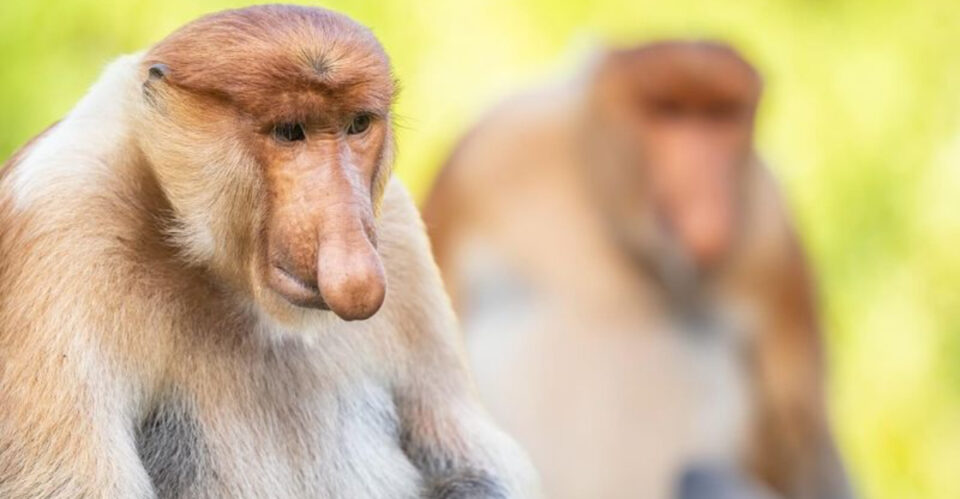 14 Amazing Creatures That Live Only On Islands