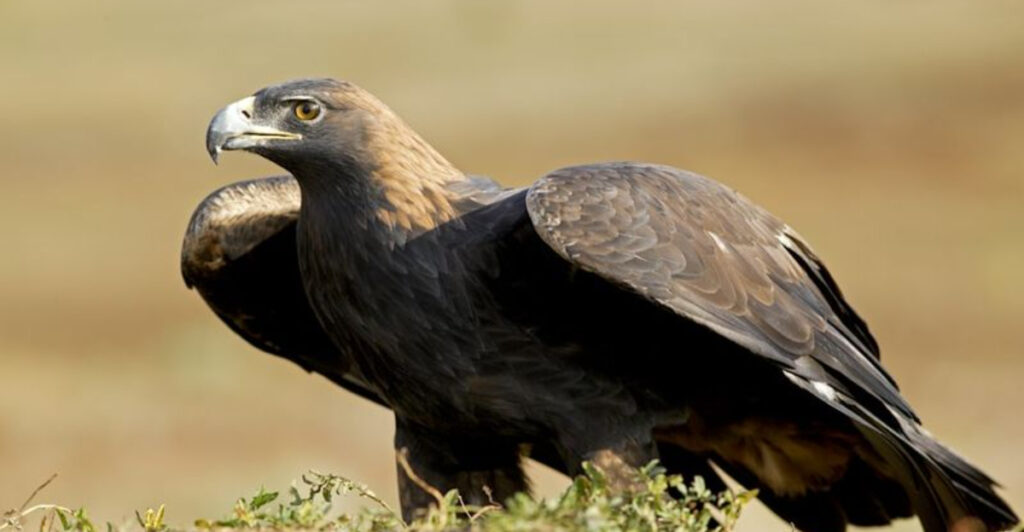 14 Apex Predators That Reign Over Their Territories