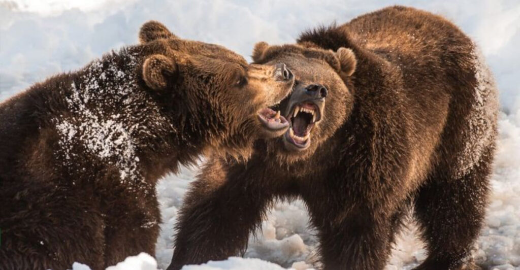 14 Bear Species Ranked By Strength And Bite Force (According To Data)