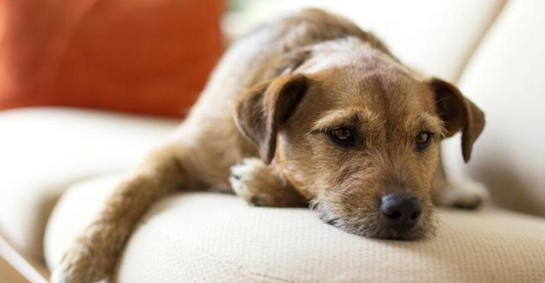 14 Cancer Symptoms In Dogs That Are Easy To Miss