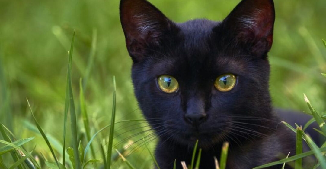 14 Cat Breeds That Form Deep Bonds Without Demanding Touch