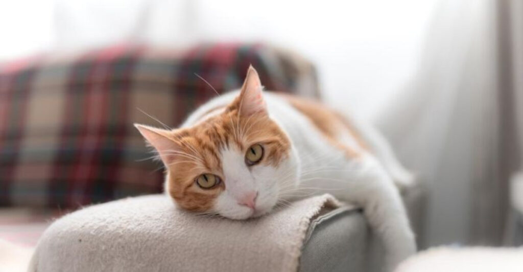 14 Cat-Care Mistakes Even Decade-Long Owners Still Make
