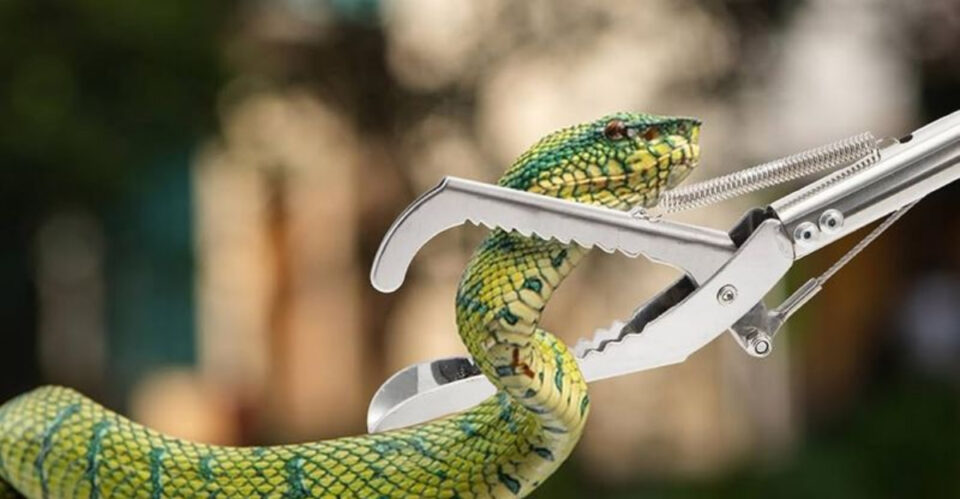 14 Creative And Humane Ways To Capture Snakes