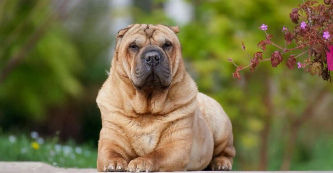 17 Dog Breeds That Can Live Happily Outdoors Year-Round