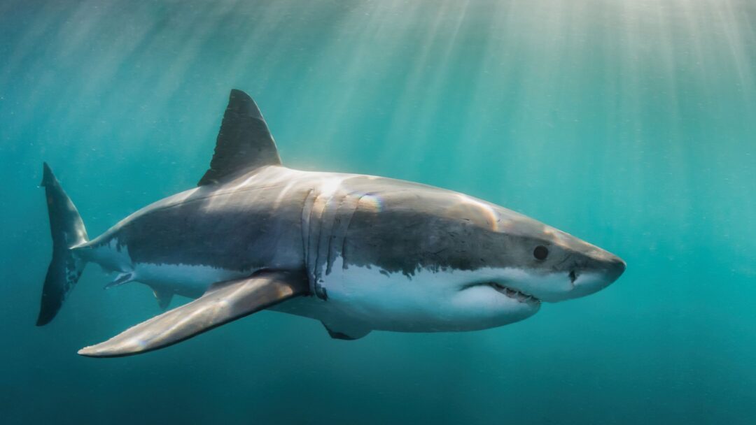 14 Fearless Creatures That Can Overpower A Great White Shark